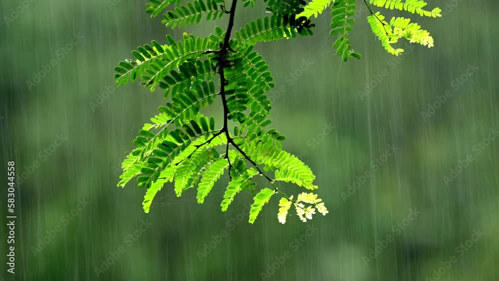 raining shower drop on leaf tree , close-up of rainfall in jungle,Heavy Rain Falling on Tree ...