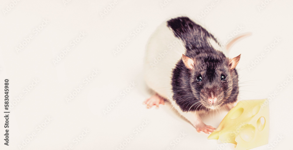 Cheese and mouse. Little mouse trying to move a piece of cheese. Mouse ...
