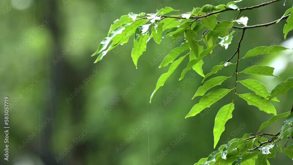 raining shower drop on leaf tree , close-up of rainfall in jungle,Heavy Rain Falling on Tree ...