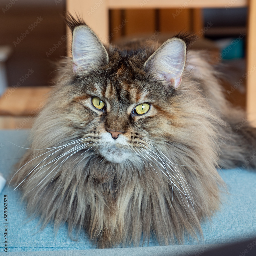 Cute furry Maine Coon cat with yellow-green eyes and long beige-brown ...