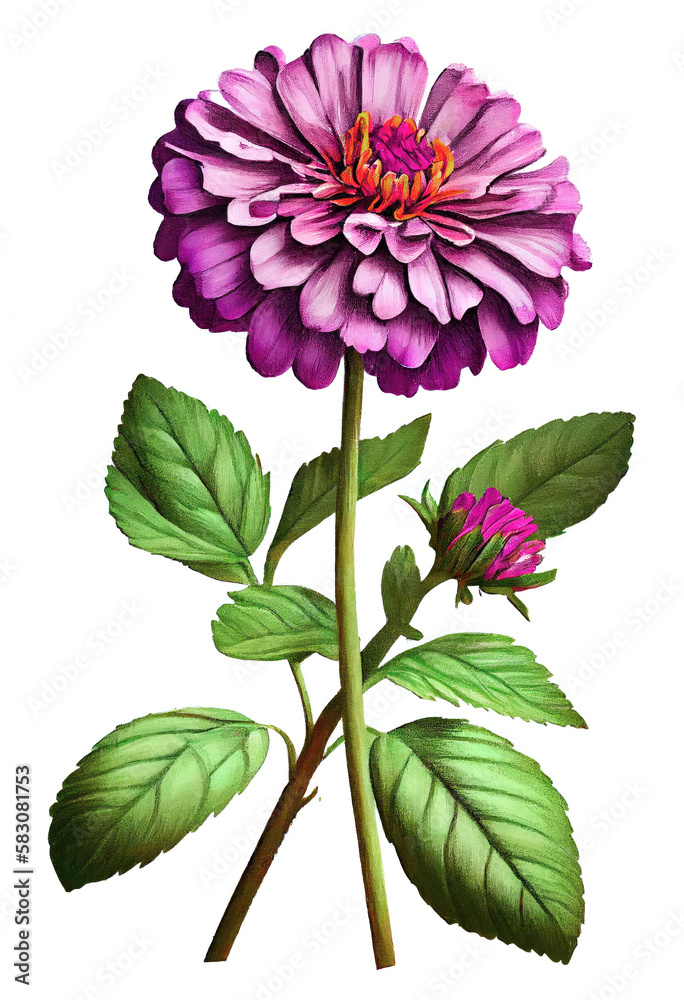 Violet zinnia flower drawing isolated on white background. Watercolor ...