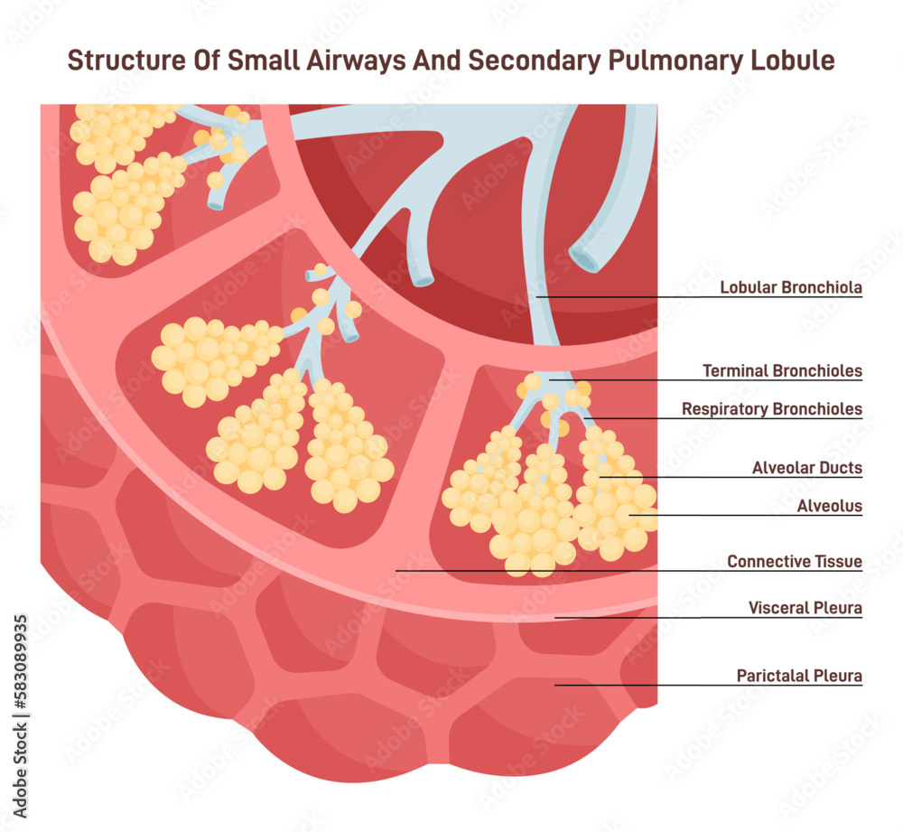 Secondary Pulmonary Lobule