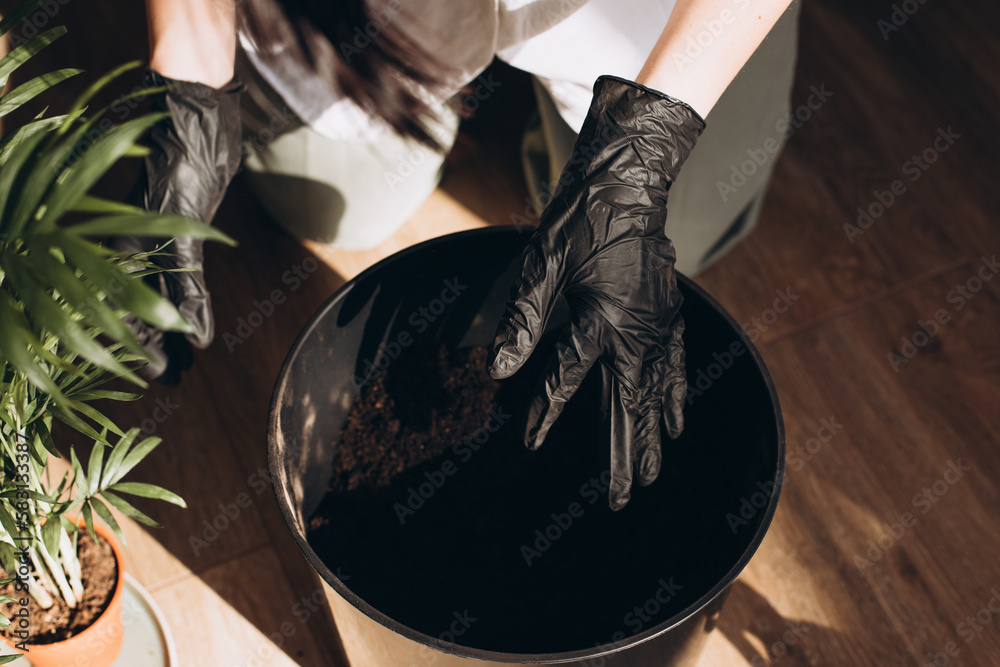 Transplanting a home pot into another pot. Close-up of female hands ...