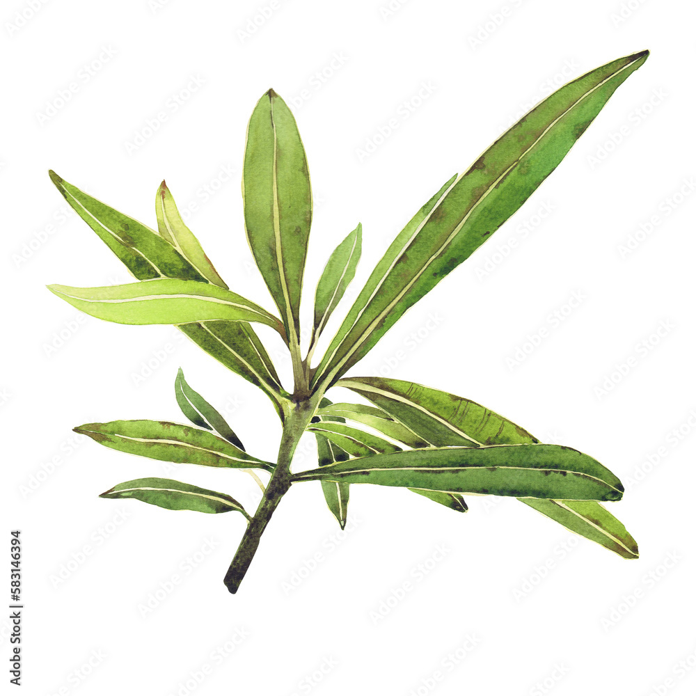 Watercolor illustration of Oleander. Set with flowers and leaves. Hand ...