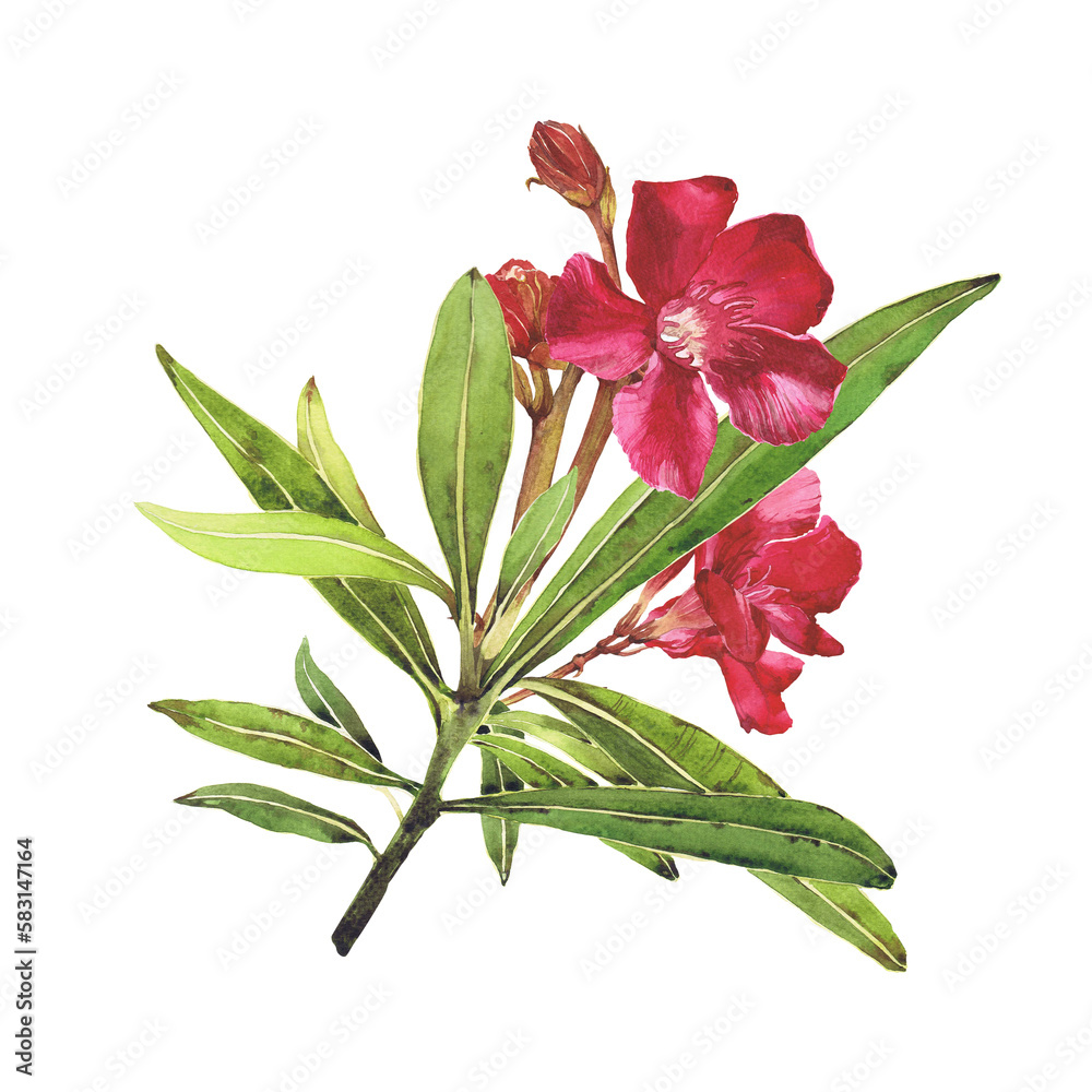 Watercolor illustration of Oleander. Set with flowers and leaves. Hand ...