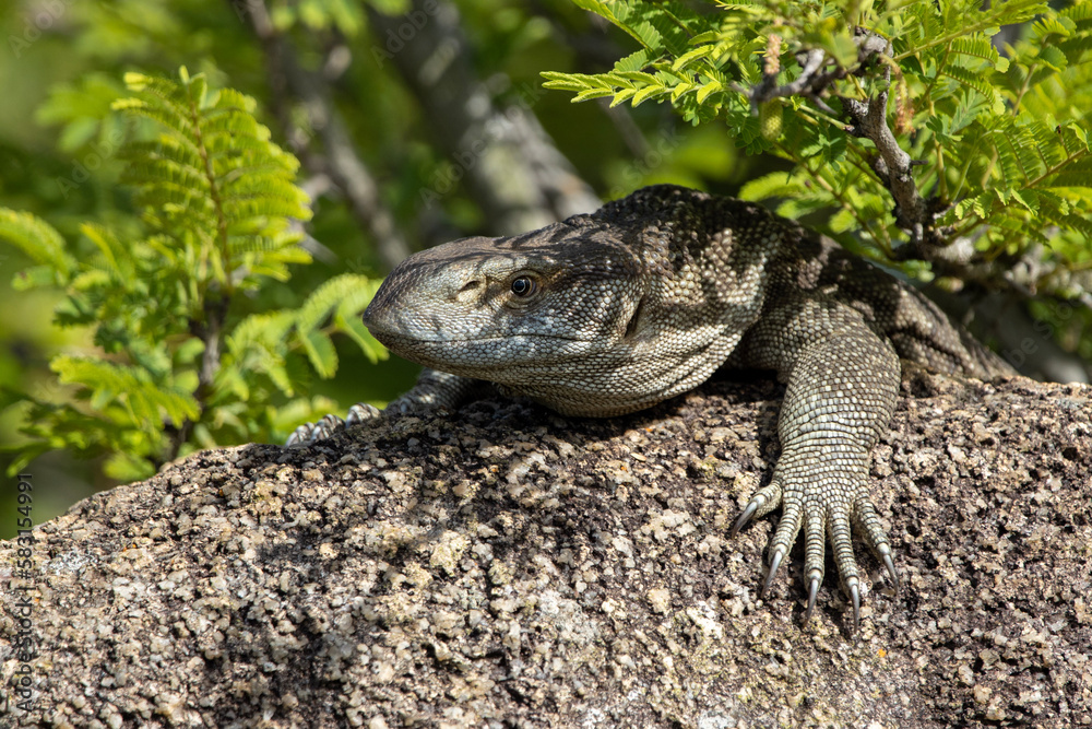 Rock monitor (Varanus albigularis), a of monitor lizard in the family ...