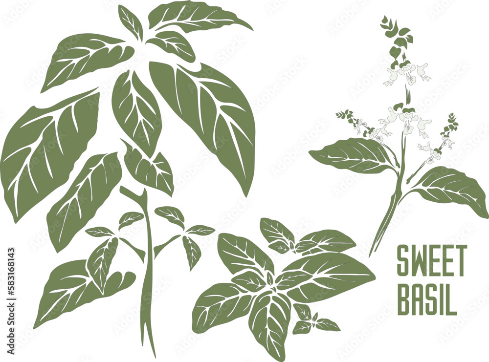 Sweet basil plant in color vector silhouette. Ocimum basilicum ...