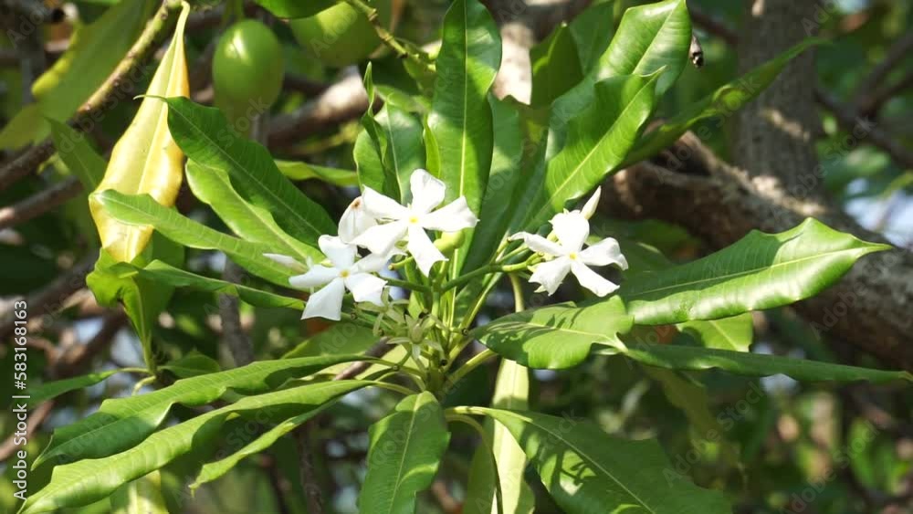 Cerbera odollam (also called pong pong tree, Cerbera manghas, sea mango ...