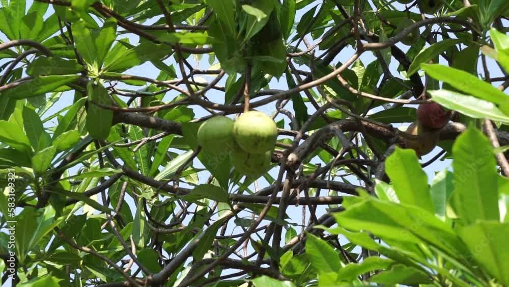 Cerbera odollam (also called pong pong tree, Cerbera manghas, sea mango ...