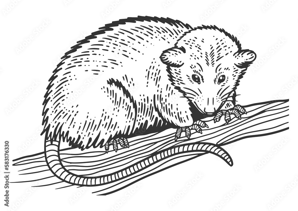 Poster Opossum sketch PNG illustration with transparent background ...