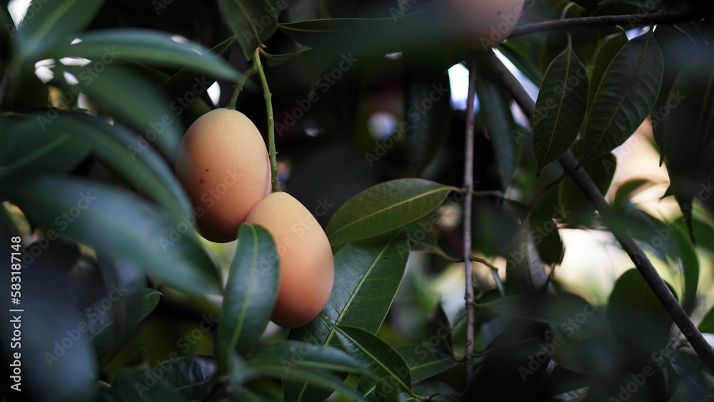 Sweet yellow Marian plum or Plum Mango on the tree.Tropical exotic ...
