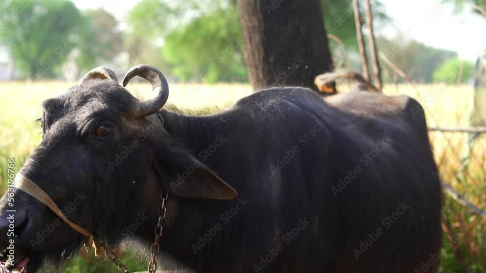 Close up of Indian buffalo chewing the cud while white foam on Mouth ...