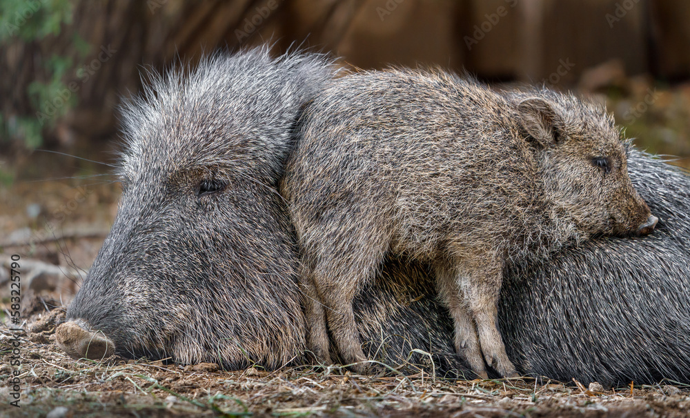 Chacoan Peccary Stock Photo | Adobe Stock