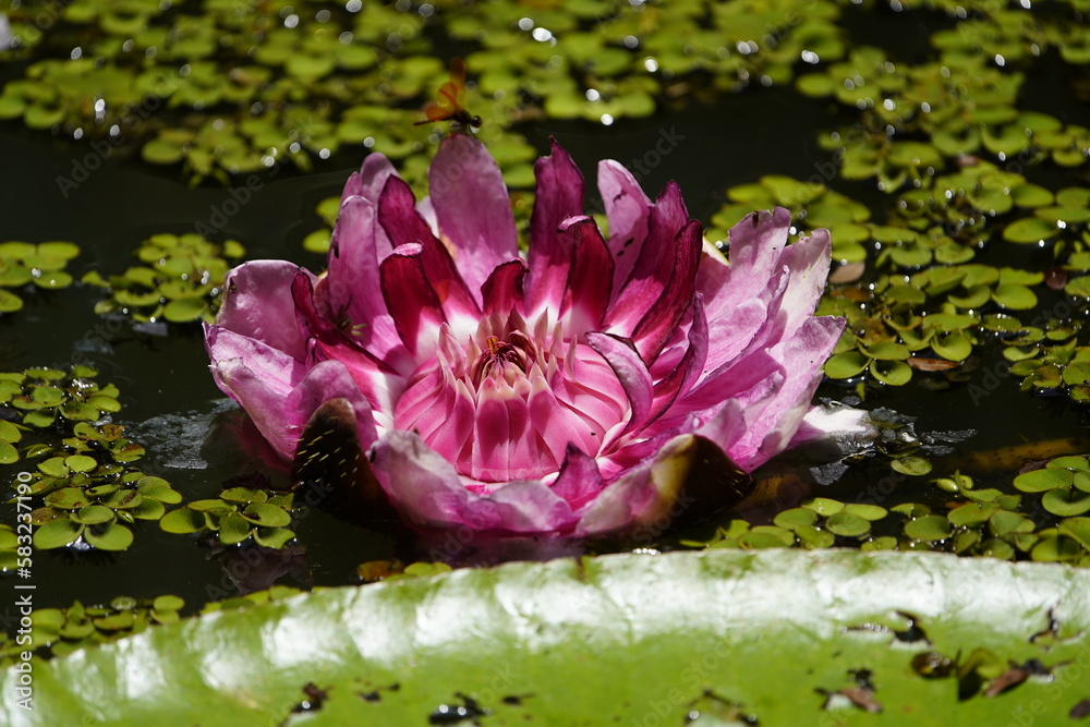 Victoria amazonica also called Victoria regia is a species of flowering ...