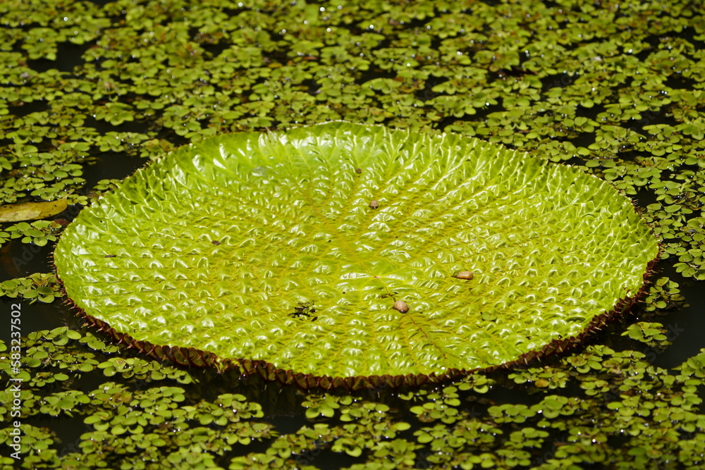 Victoria amazonica leave also called Victoria regia is a species of ...
