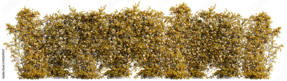 3D rendering creeper tree with transparent background, for illustration ...