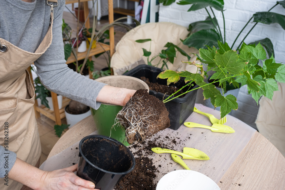 The earthen lump of a home potted plant is entwined with roots, the ...