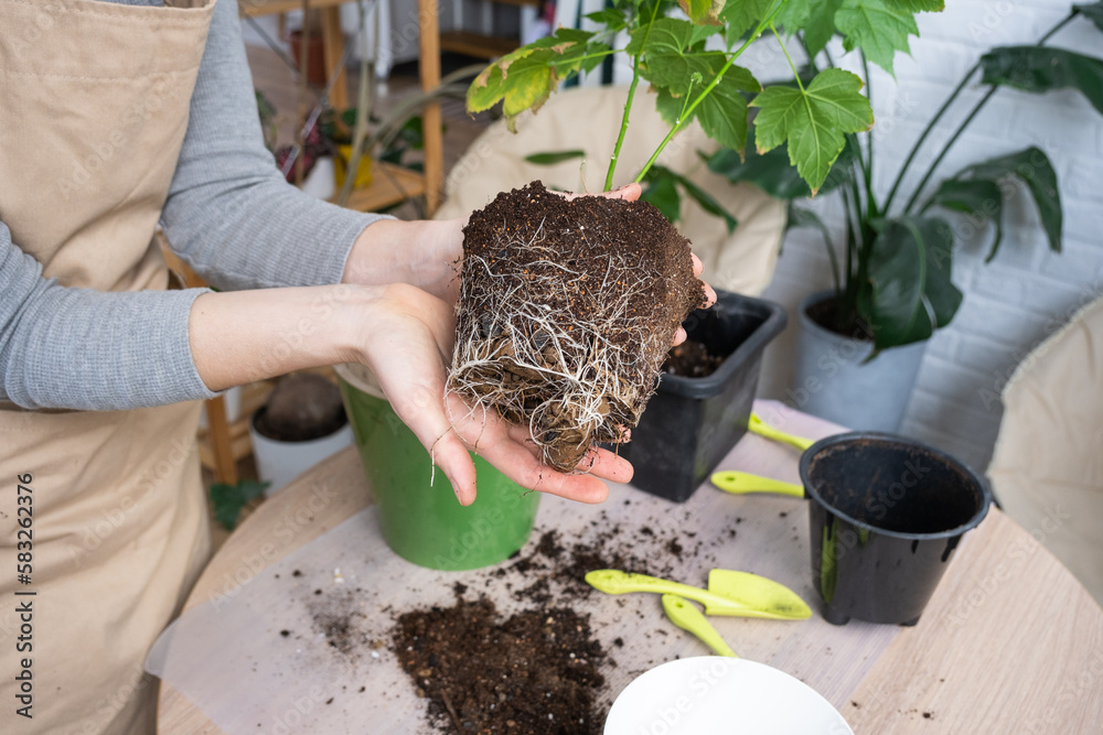 The earthen lump of a home potted plant is entwined with roots, the ...