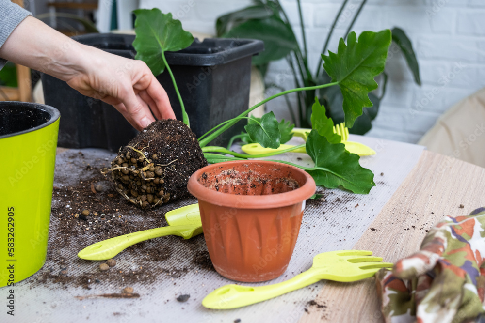 The earthen lump of a home potted plant is entwined with roots, the ...