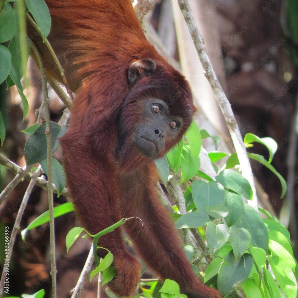 Portrait of a Red Howler Monkey – Alouatta seniculus in the Peruvian ...