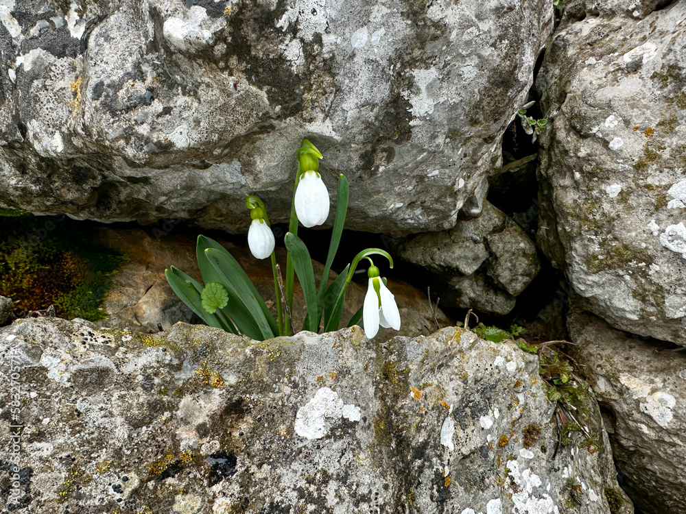 Water droplets and wonderful texture of endemic snowdrop species with ...