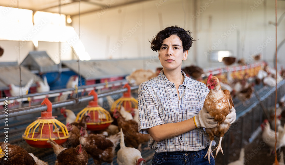 Confident young Hispanic female farmer engaged in breeding of chickens ...