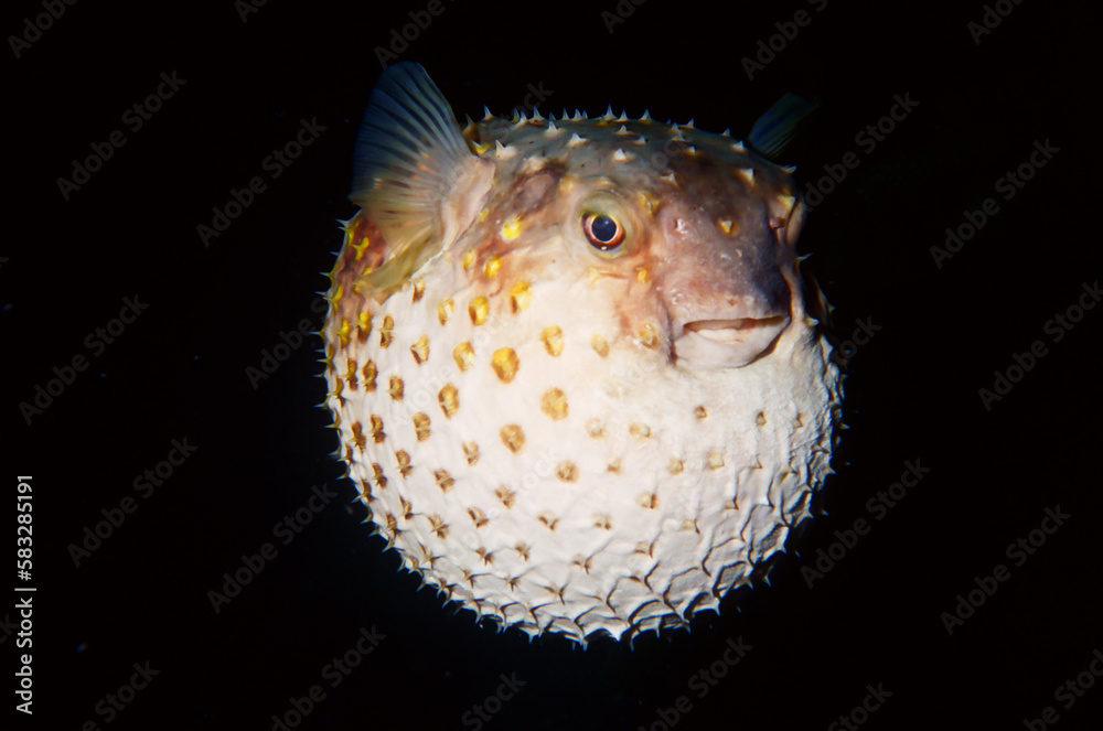 spotted porcupinefish (Spot-fin porcupinefish) (Diodon hystrix ...