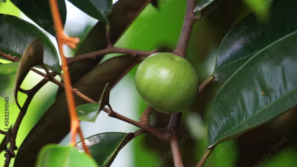 Chrysophyllum cainito (Also known cainito, caimito, tar apple, star ...