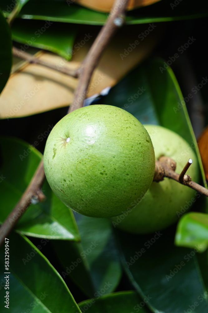 Chrysophyllum cainito (Also known cainito, caimito, tar apple, star ...