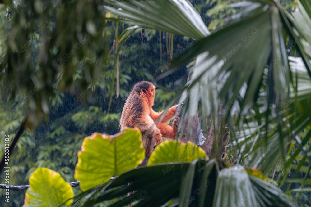 Adult male Golden Snub-nosed Monkey (Rhinopithecus roxellana) in the ...