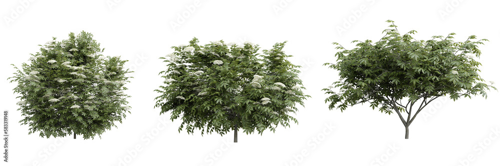 Shrub sambucus nigra on transparent background.3d rendering PNG Set ...