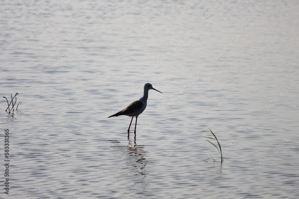 Black-winged Stilt in the water - Location Tissa Wewa Tank ...