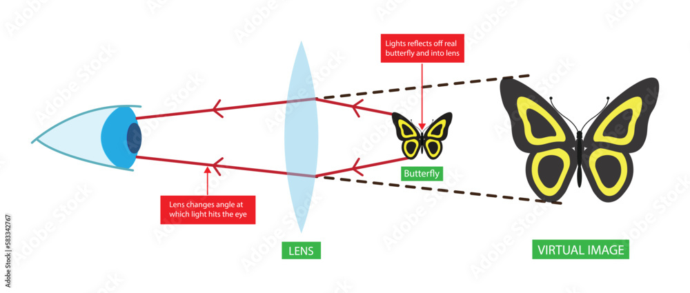 illustration of physics, magnifying lens, Labeled convex lens converges ...
