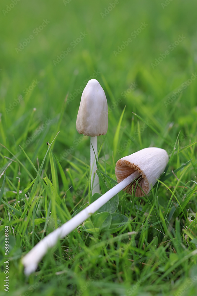Conocybe albipes, previously called also Conocybe lactea and Conocybe ...
