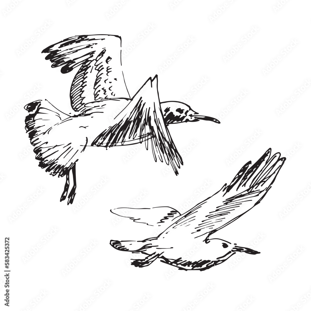 Set of seagulls outlines. Hand drawn illustration converted to vector ...