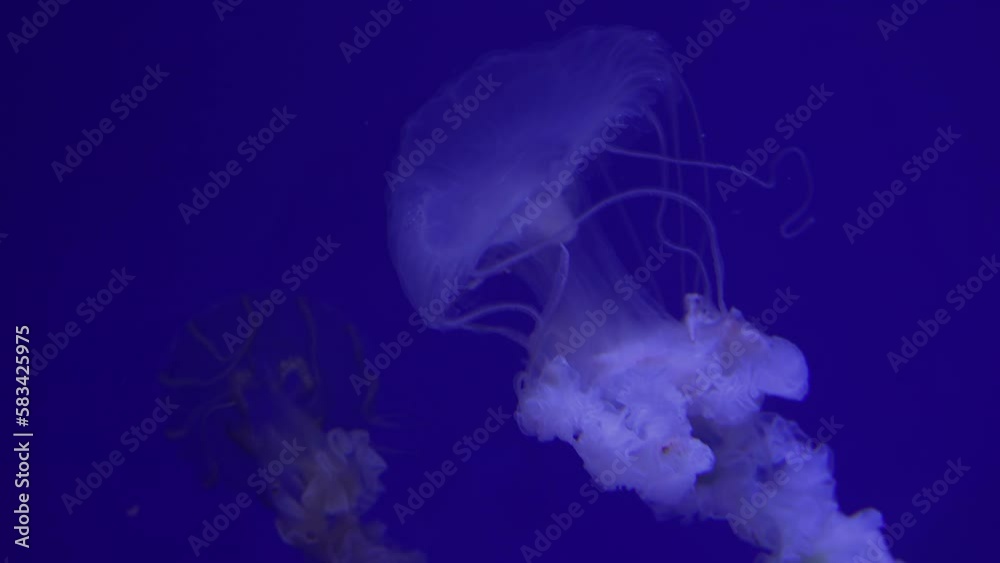 The Fried Egg Jellyfish (Phacellophora Camtschatica) Food That Is ...