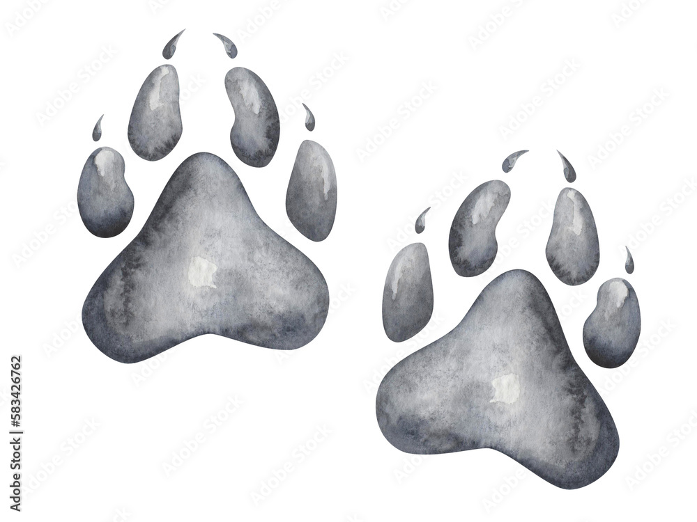 Watercolor illustration. Hand painted paw print of wolf with claws ...