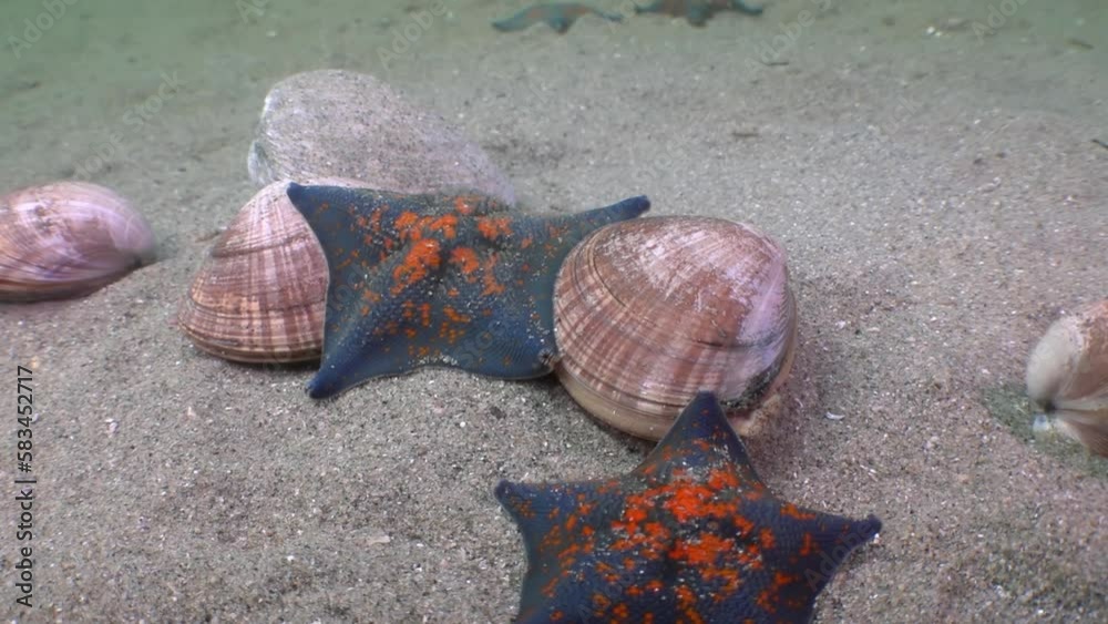 Video Stock Shell and starfish close-up of sandy bottom underwater of ...