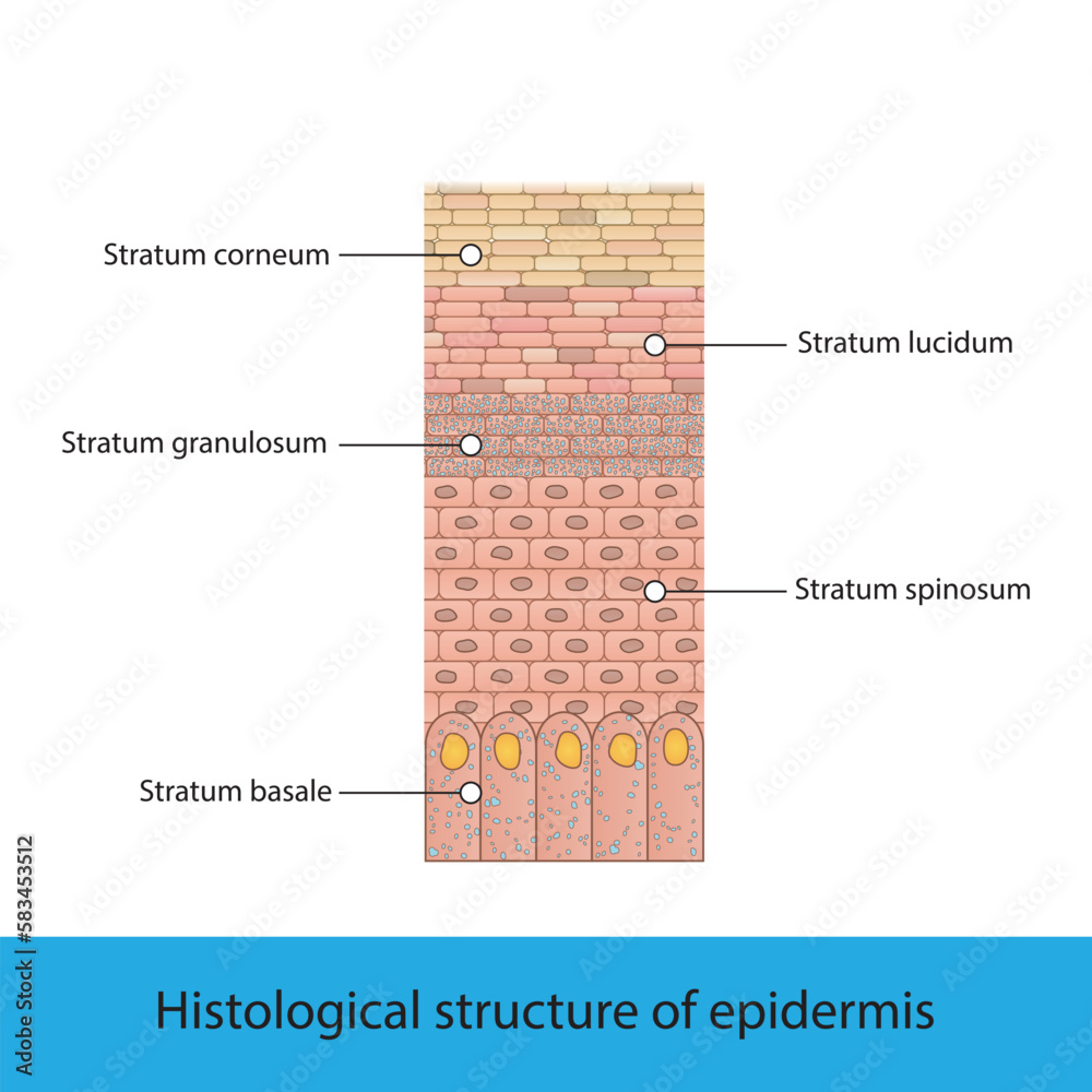 Histological structure of epidermis - skin layers shcematic vector ...