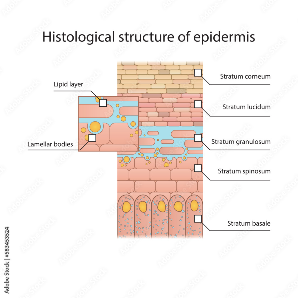 Histological structure of epidermis - skin layers shcematic vector ...