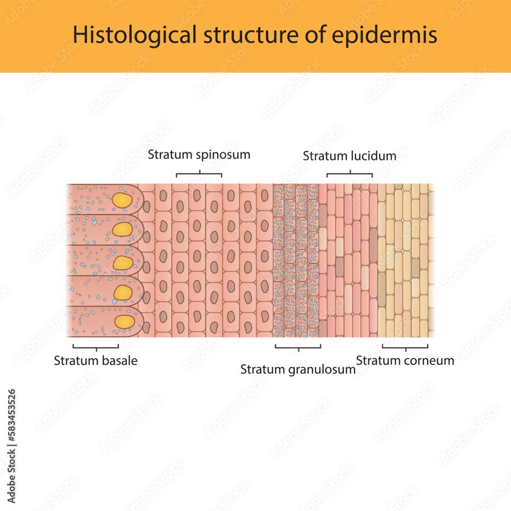 Histological structure of epidermis - skin layers shcematic vector ...