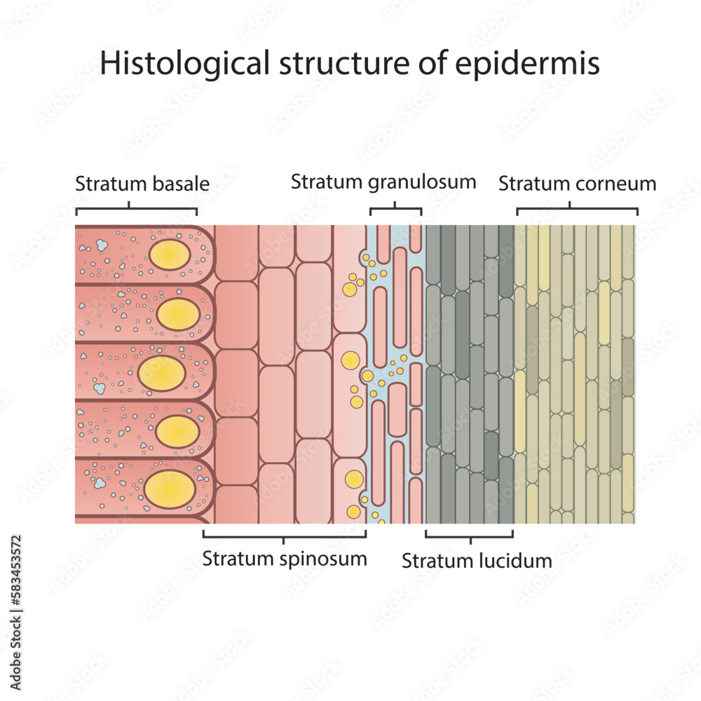 Histological structure of epidermis - skin layers shcematic vector ...