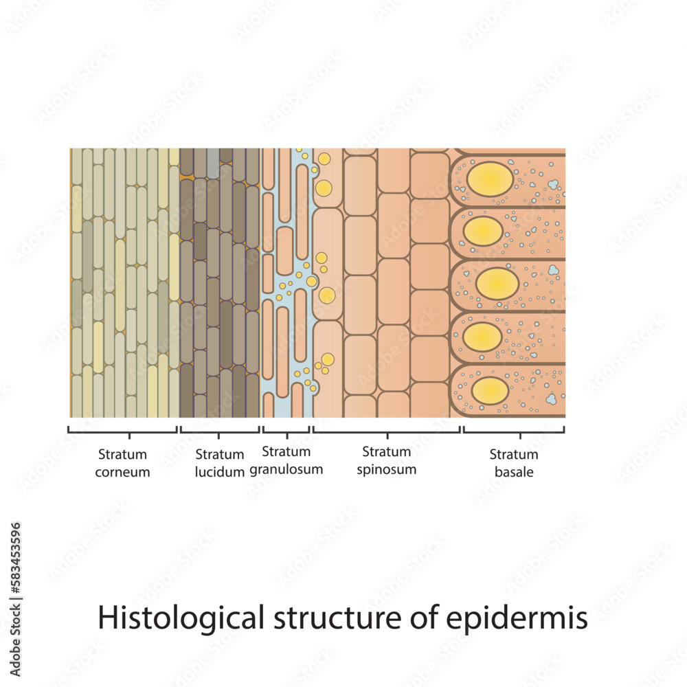 Histological structure of epidermis - skin layers shcematic vector ...