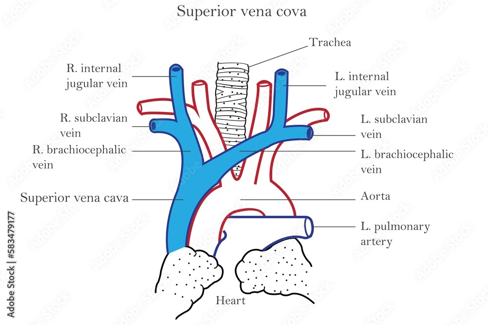 Superior vena cava and the veins which form it, seperior vena cava,it ...