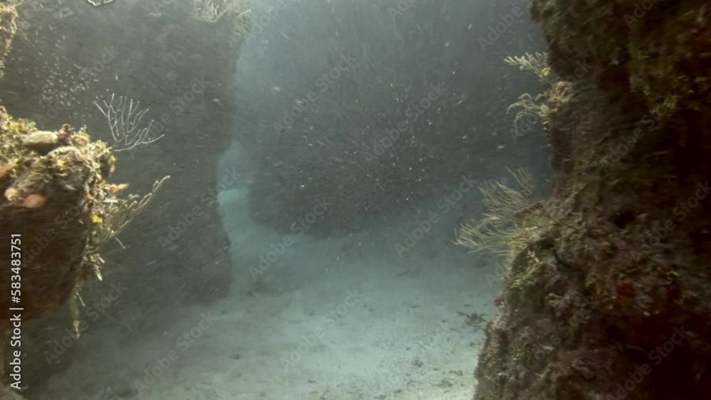 Caribbean underwater amazing coral reefs offer stunning view. Do not ...