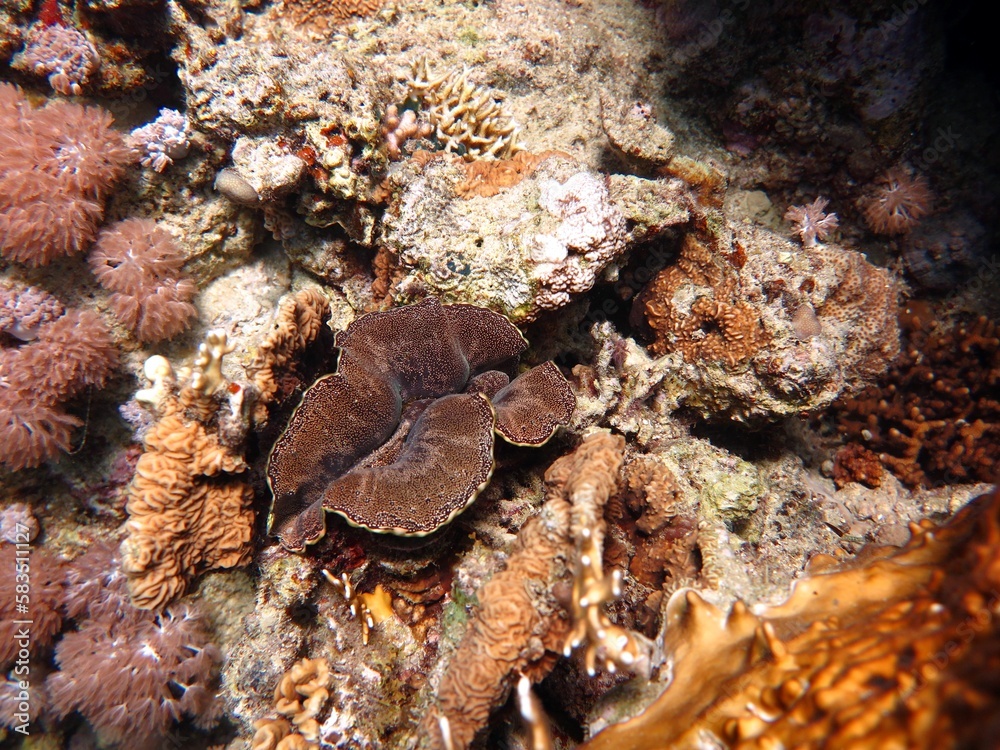 Red sea colorful giant clam shells Stock Photo | Adobe Stock