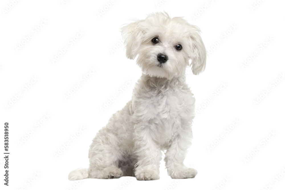 dog on transparent background Stock Photo | Adobe Stock