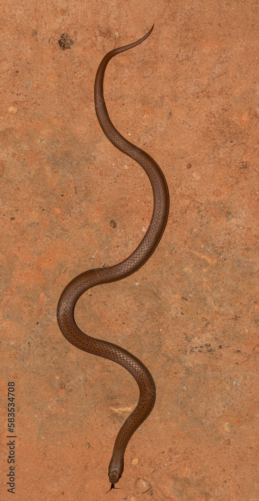Small snake on the ground; small brown snake flicking its tongue and ...