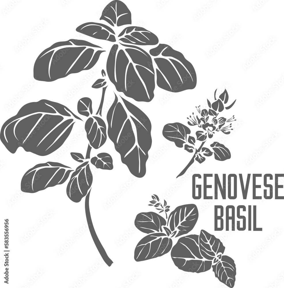 Sweet Genovese basil plant vector silhouette. Ocimum basilicum herb ...