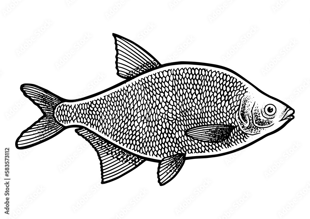 bream fish sketch PNG illustration with transparent background Stock ...